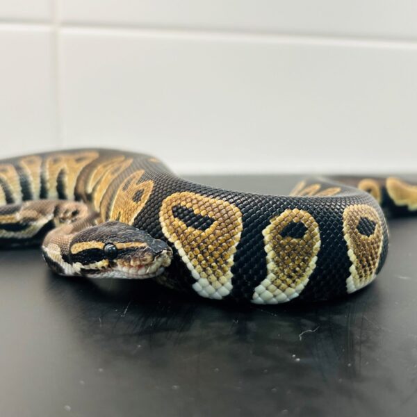 Python royal | BOUTIQUE D’ANIMAUX DRUMMOND